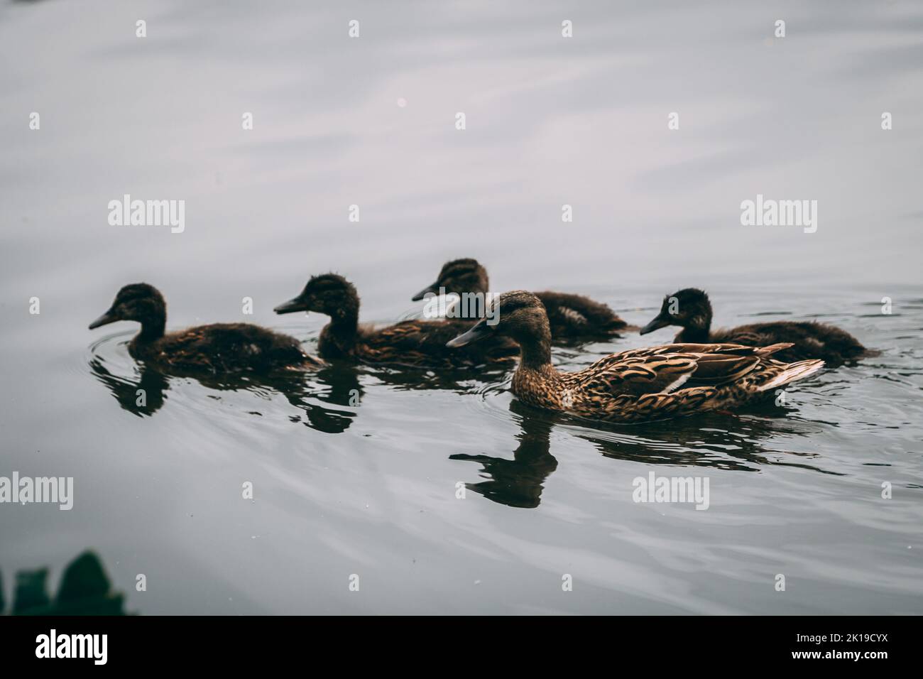 A line of ducklings and mother duck in a body of water Stock Photo - Alamy