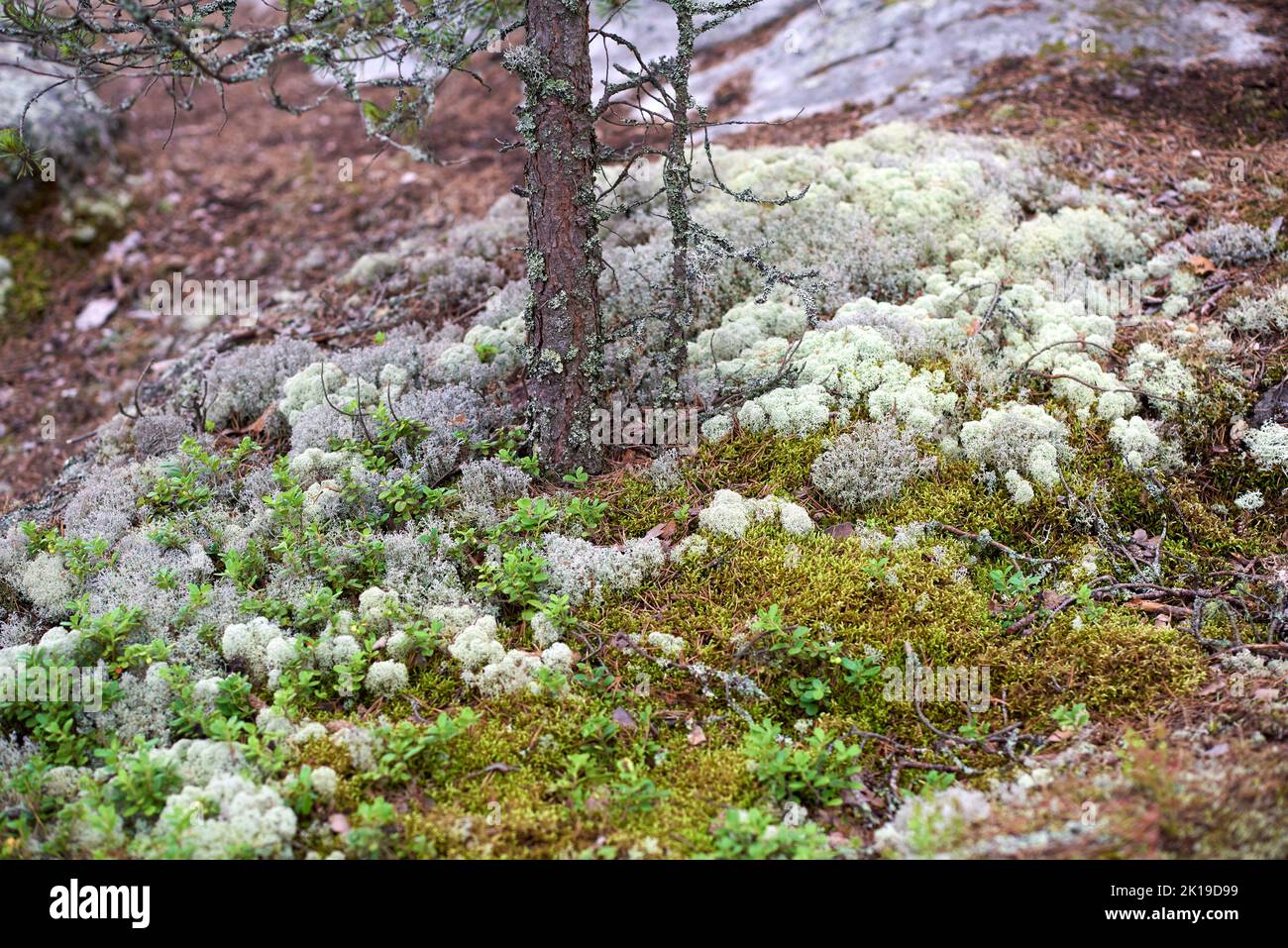 A glade of silvery white lace yagel on the rock on Koyonsaari island in ...