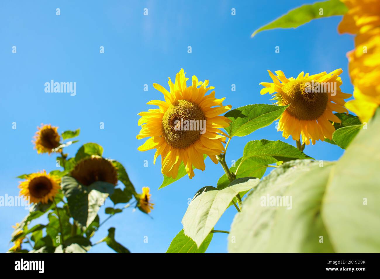 Beautiful yellow sunflower it is a symbol of intensity, courage not to ...