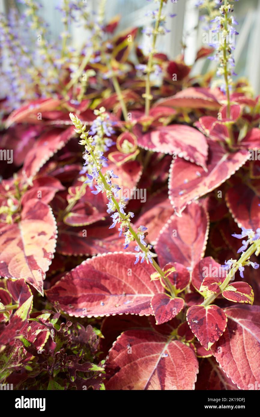 Flowers of Coleus reddish or purple leaves. Known as Plectranthus ...