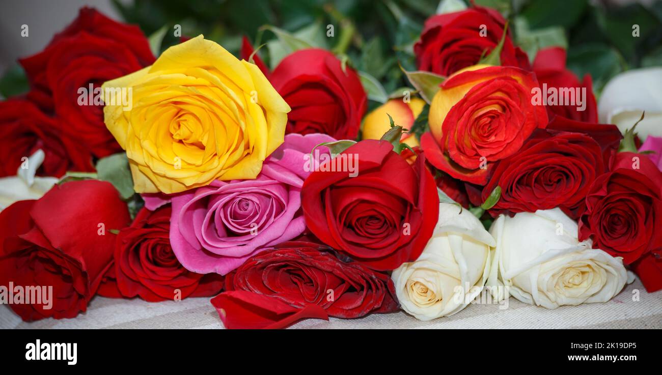 Soft Color Roses Background Stock Photo - Alamy