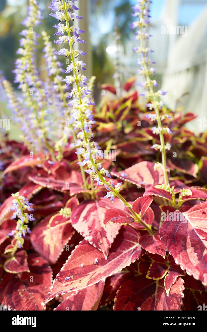 Flowers of Coleus reddish or purple leaves. Known as Plectranthus ...