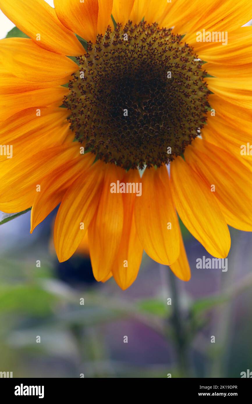 Full frame image of Common Sunflower Copper Queen (Helianthus annuus ...