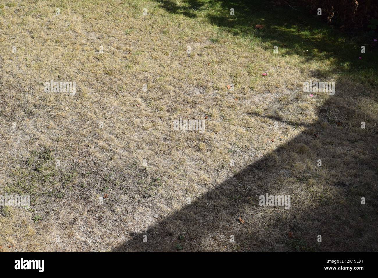 dry lawn in drought summer Stock Photo - Alamy