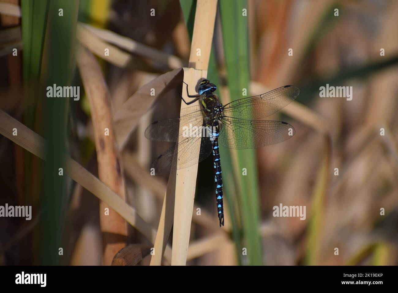 blue scarce chaser Stock Photo - Alamy