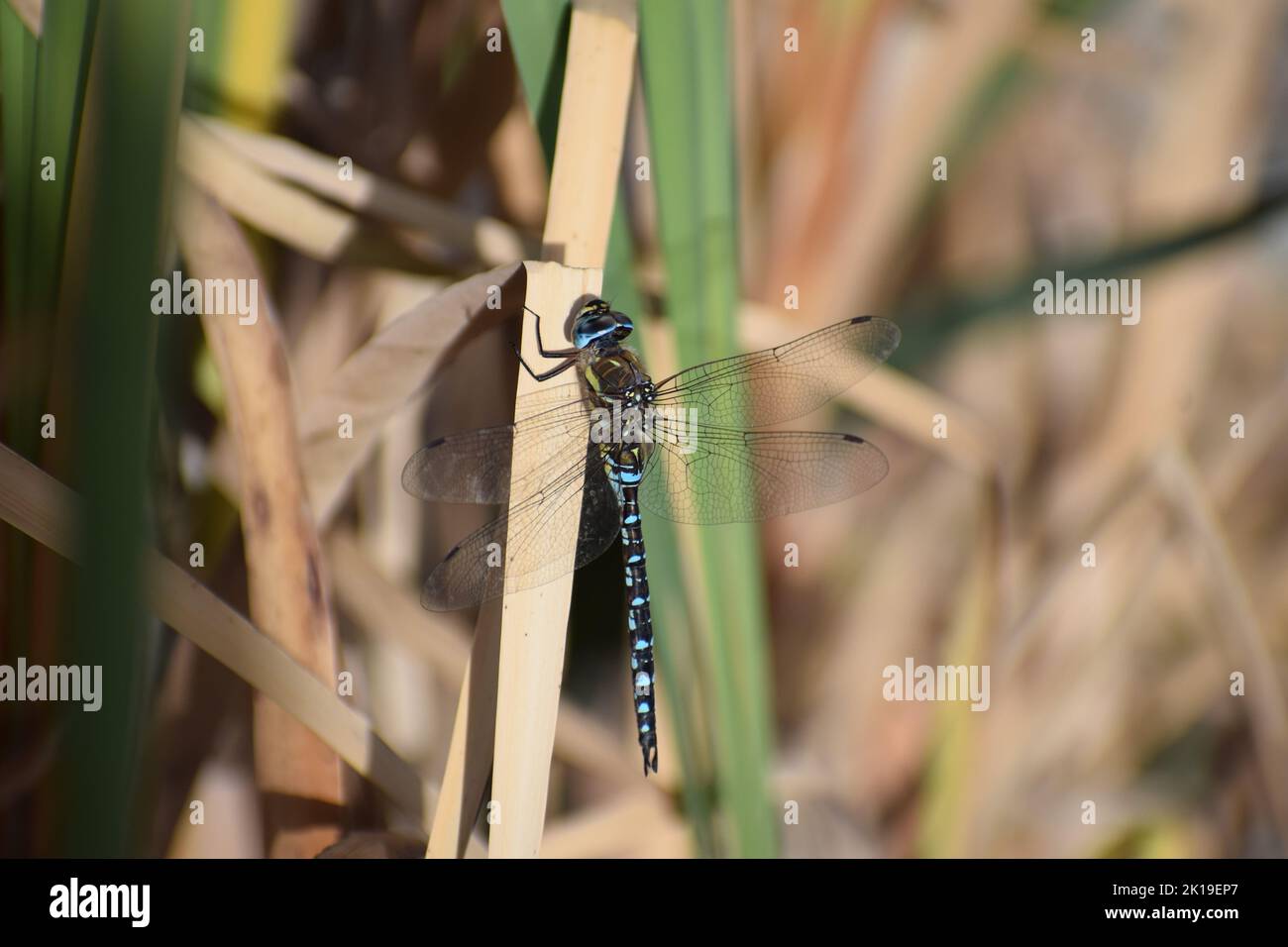 blue scarce chaser Stock Photo - Alamy
