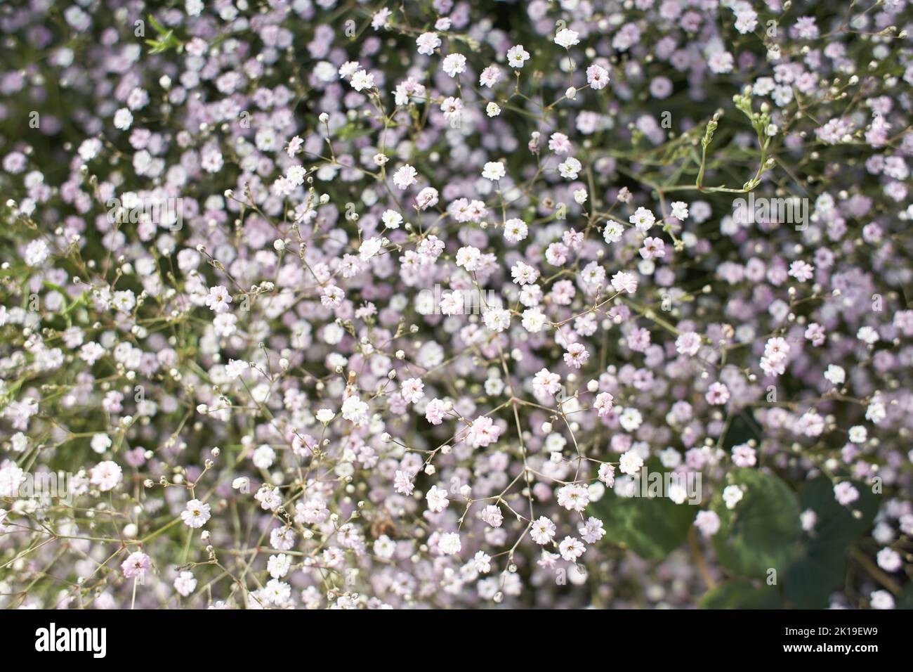Wild small white flowers in green grass. Caryophyllaceae, Gypsophila ...
