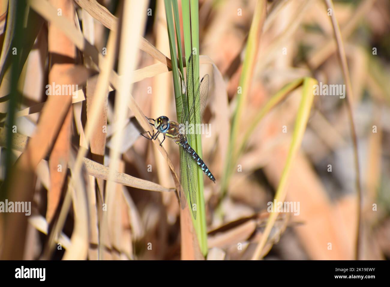 blue scarce chaser Stock Photo - Alamy