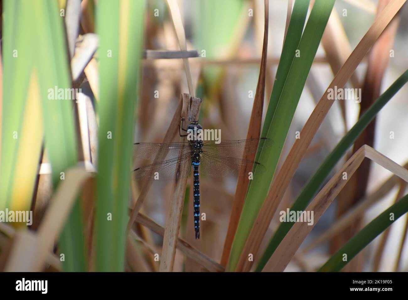 blue scarce chaser Stock Photo - Alamy