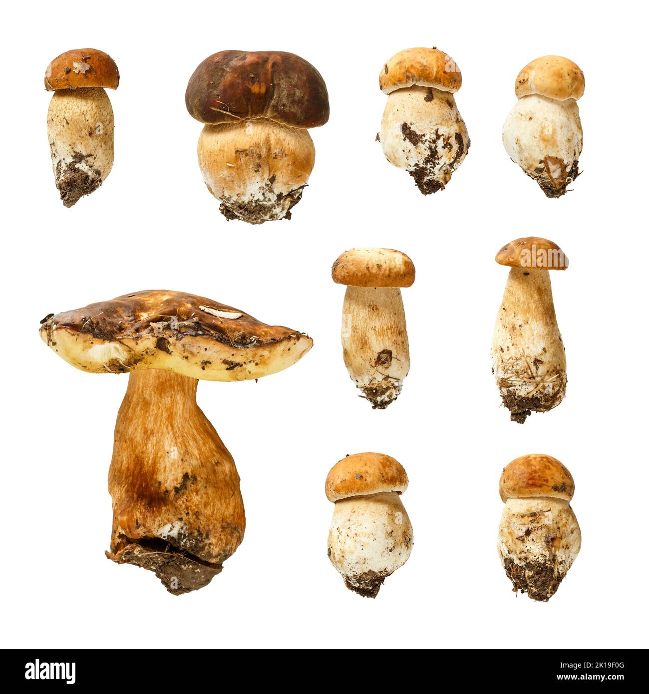 Macro - Collection of Boletus edulis ( king bolete ) isolated on white ...