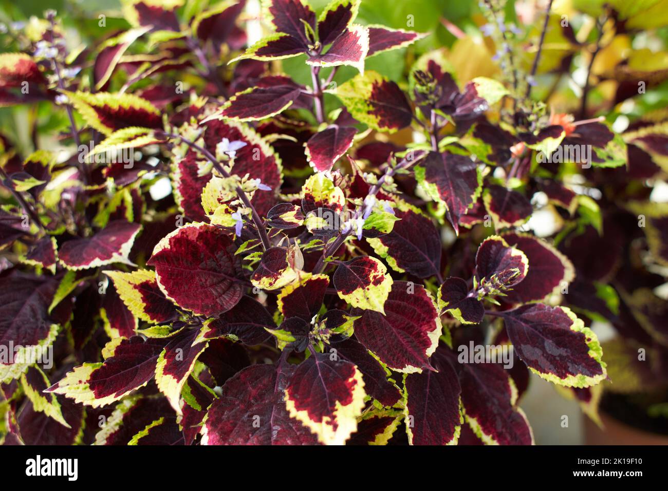 Flowers of Coleus reddish or purple leaves. Known as Plectranthus ...