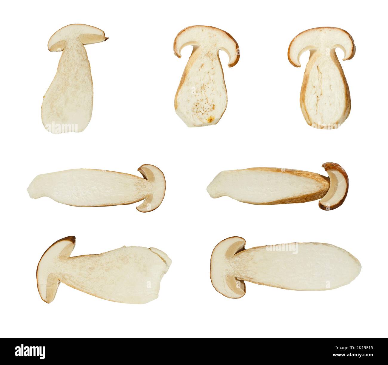 Macro - Collection of Boletus edulis ( king bolete ) isolated on white ...