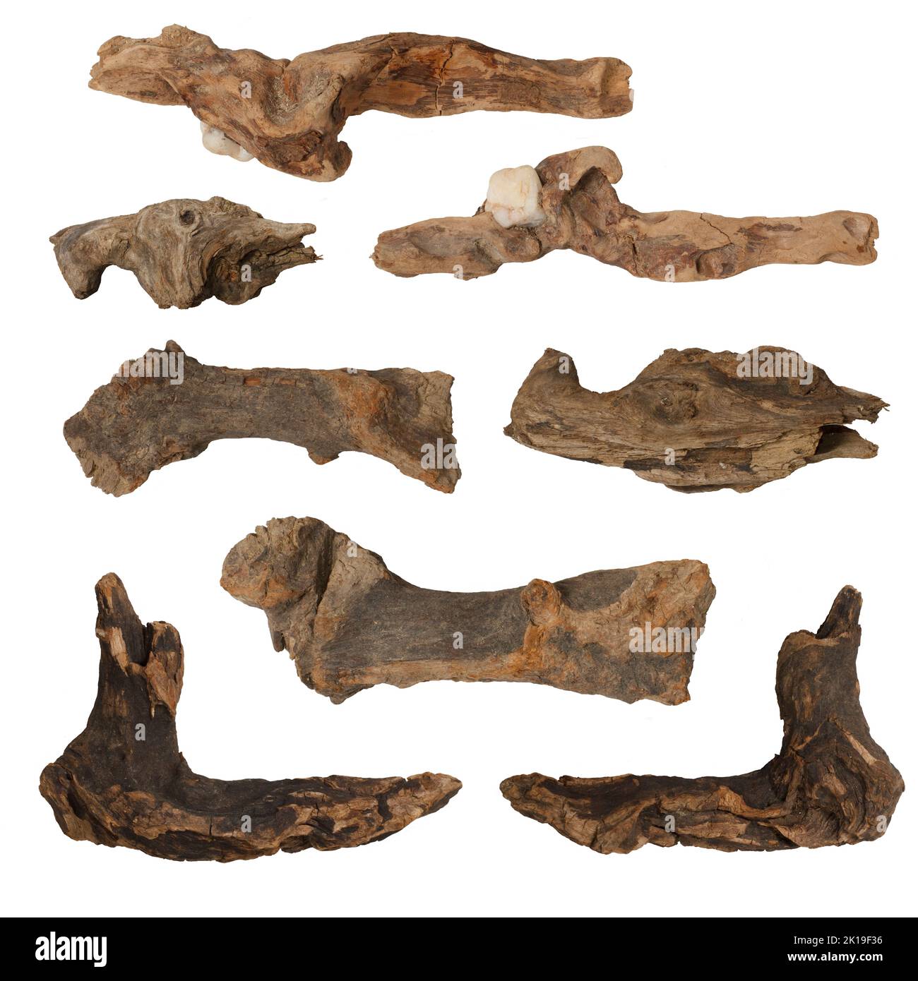 Macro wooden dried roots isolated on white background, (high resolution ...