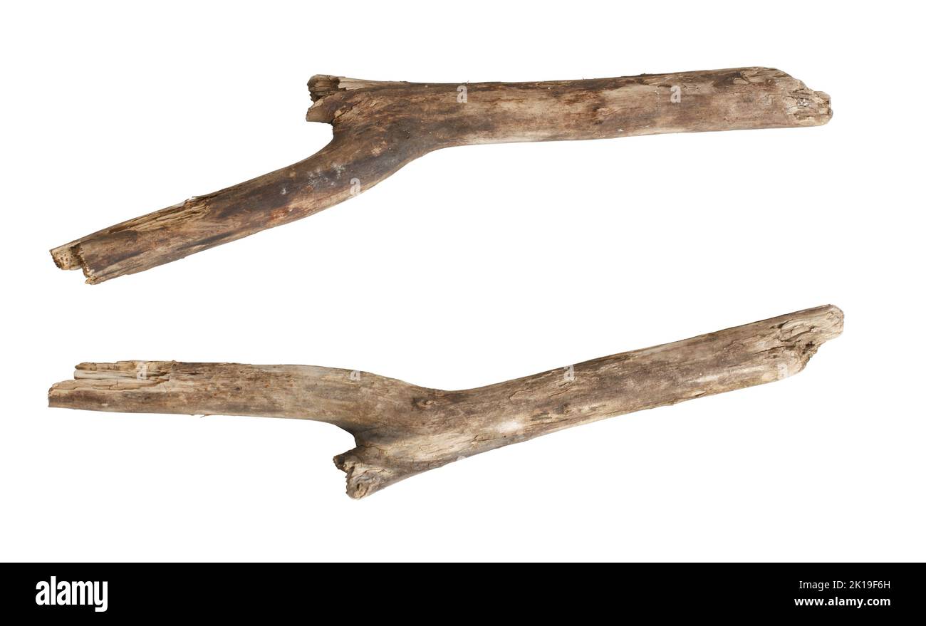 Macro dry branches isolated on white background, (high resolution Stock ...