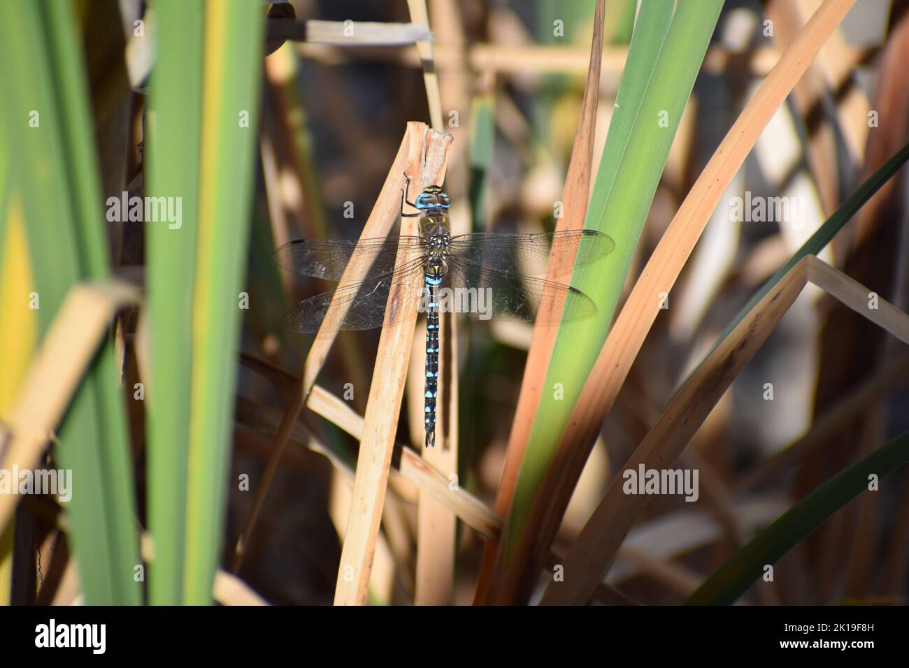 blue scarce chaser Stock Photo - Alamy