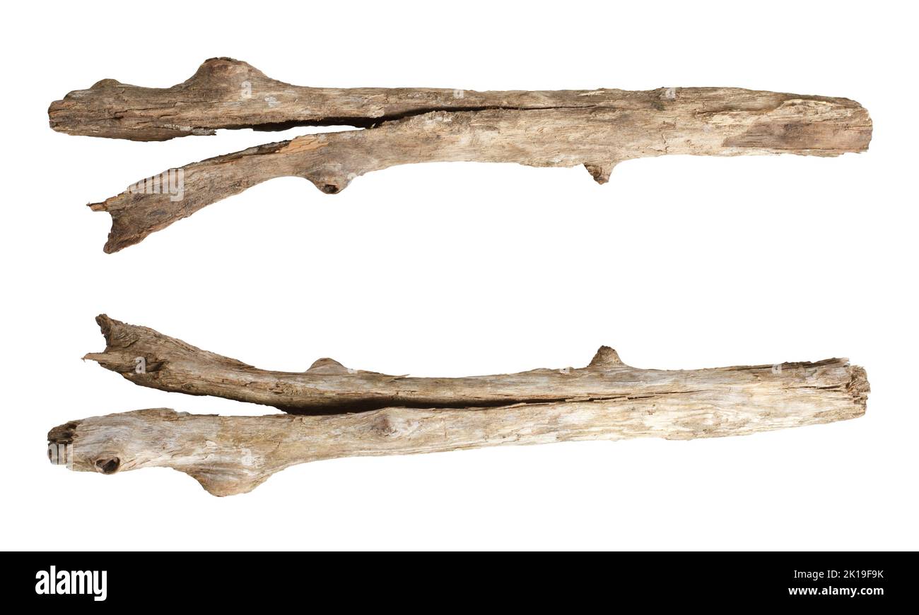 Macro dry branches isolated on white background, (high resolution Stock ...