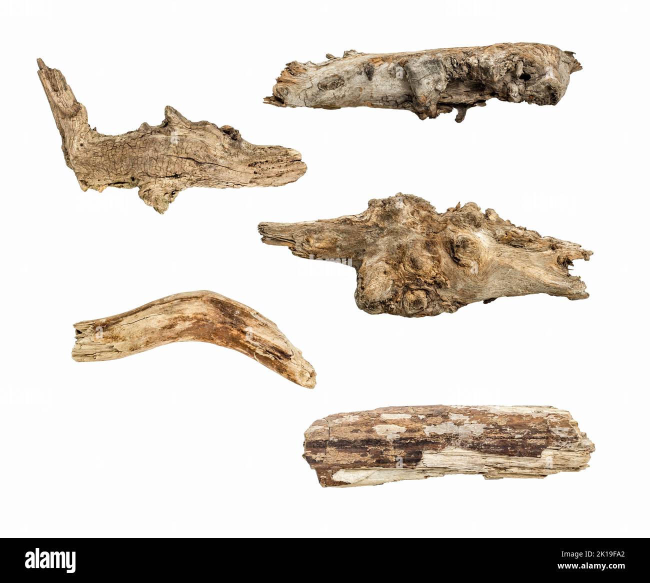 Macro dry branches isolated on white background, (high resolution Stock ...