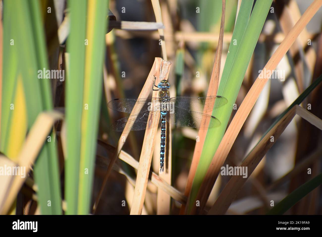 blue scarce chaser Stock Photo - Alamy
