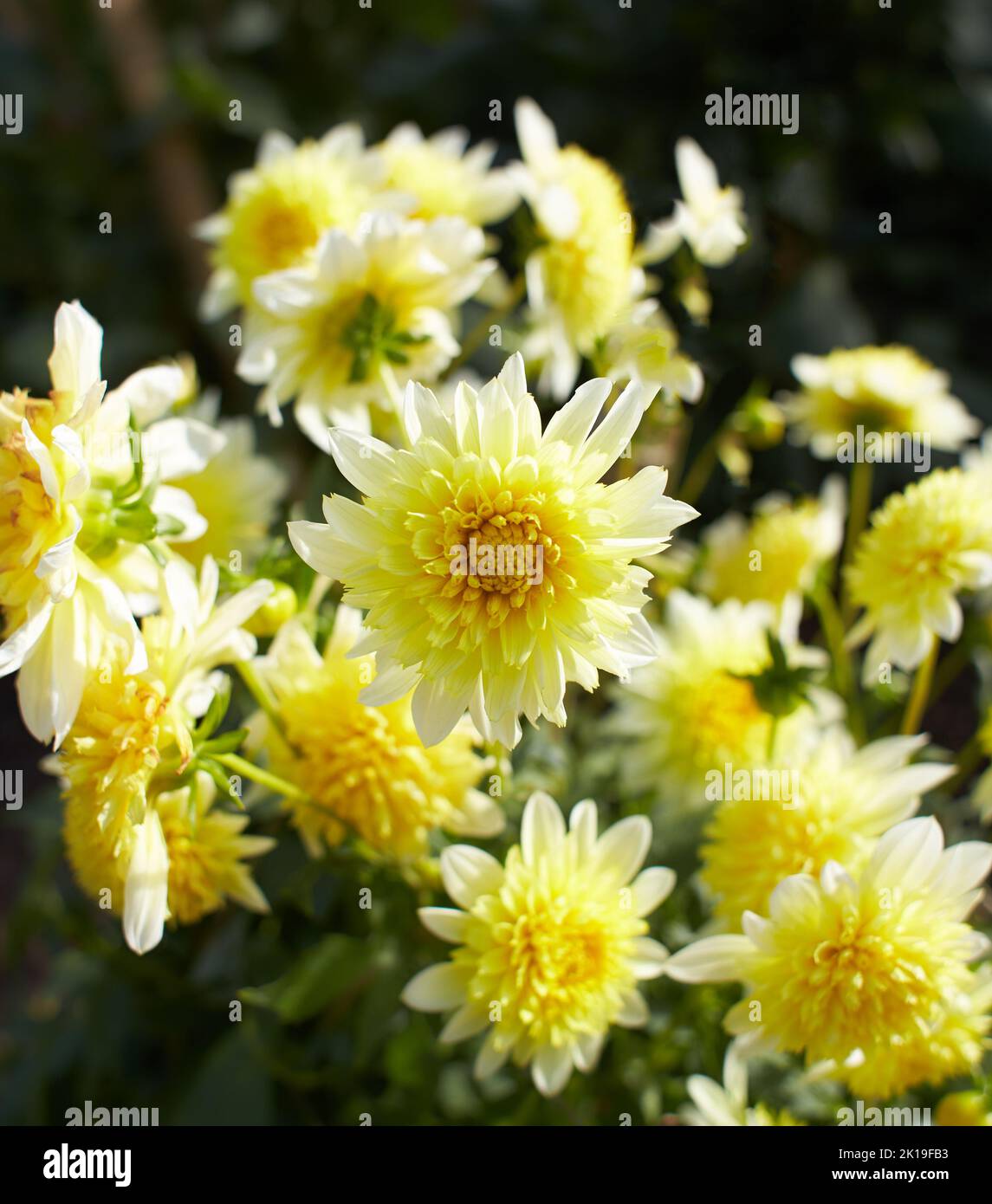 Close up of red and white asteraceae dahlia "viking pompom" flowers in ...
