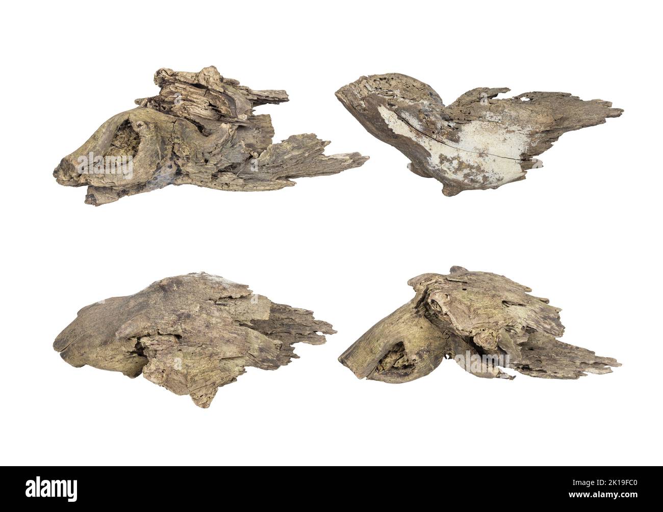 Macro dry branches isolated on white background, (high resolution Stock ...