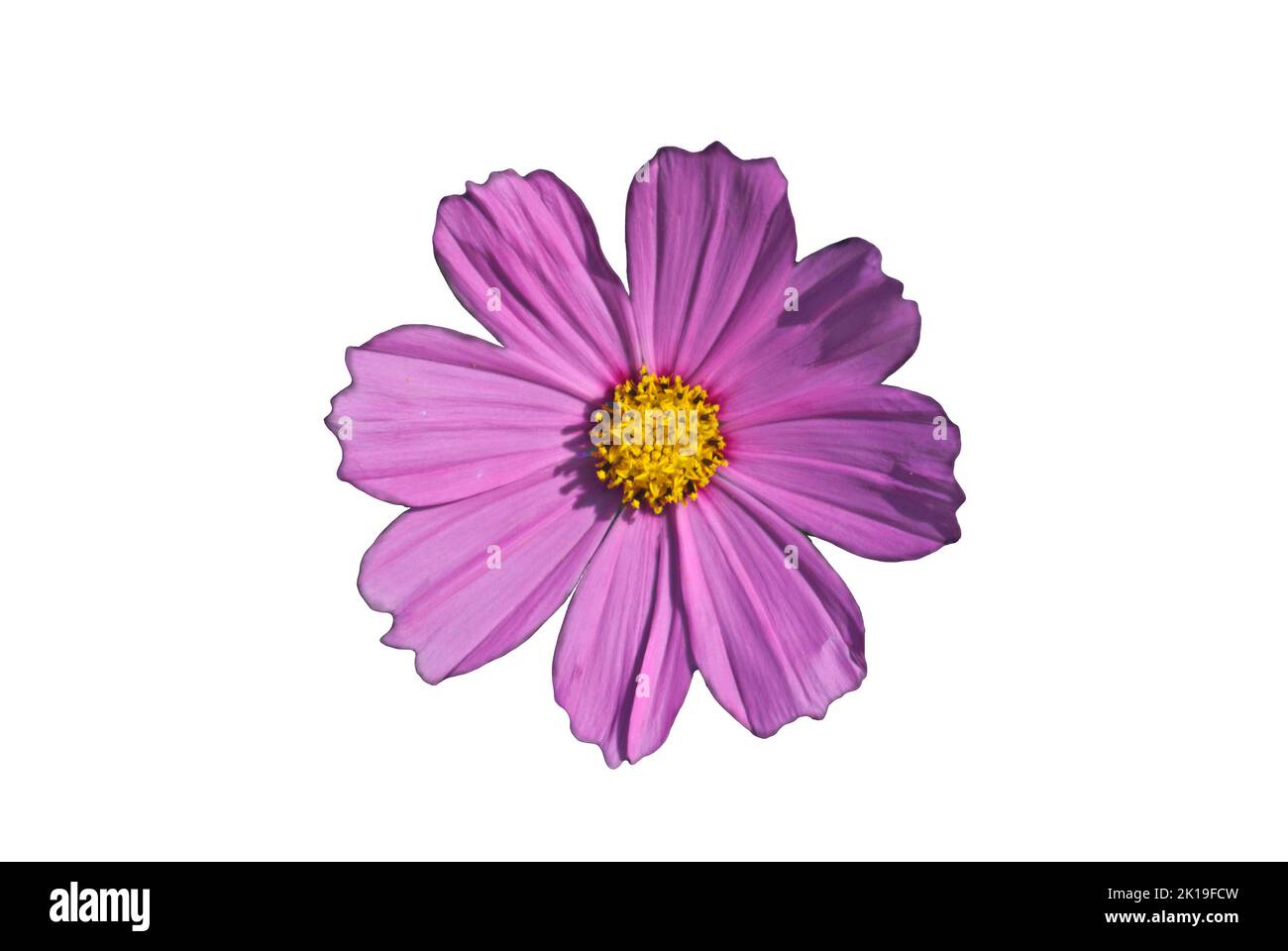 Pink flower isolated on white background Stock Photo - Alamy
