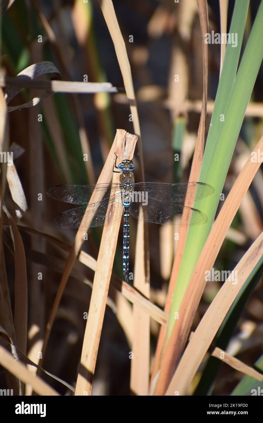 blue scarce chaser Stock Photo - Alamy