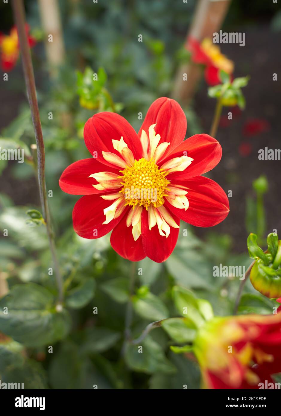 Close up of red and white asteraceae dahlia "viking pompom" flowers in ...