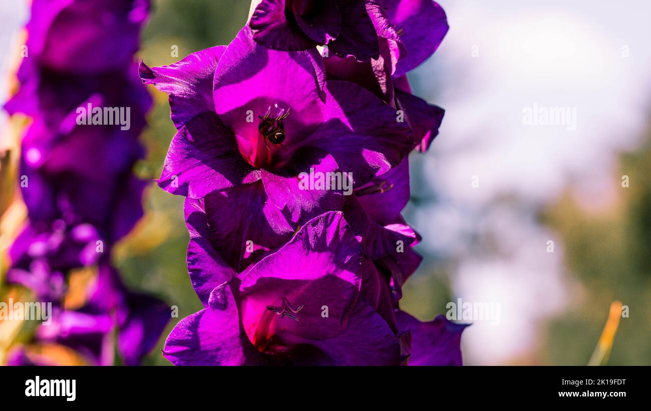 A closeup shot of purple Gladiolus flowers Stock Photo - Alamy