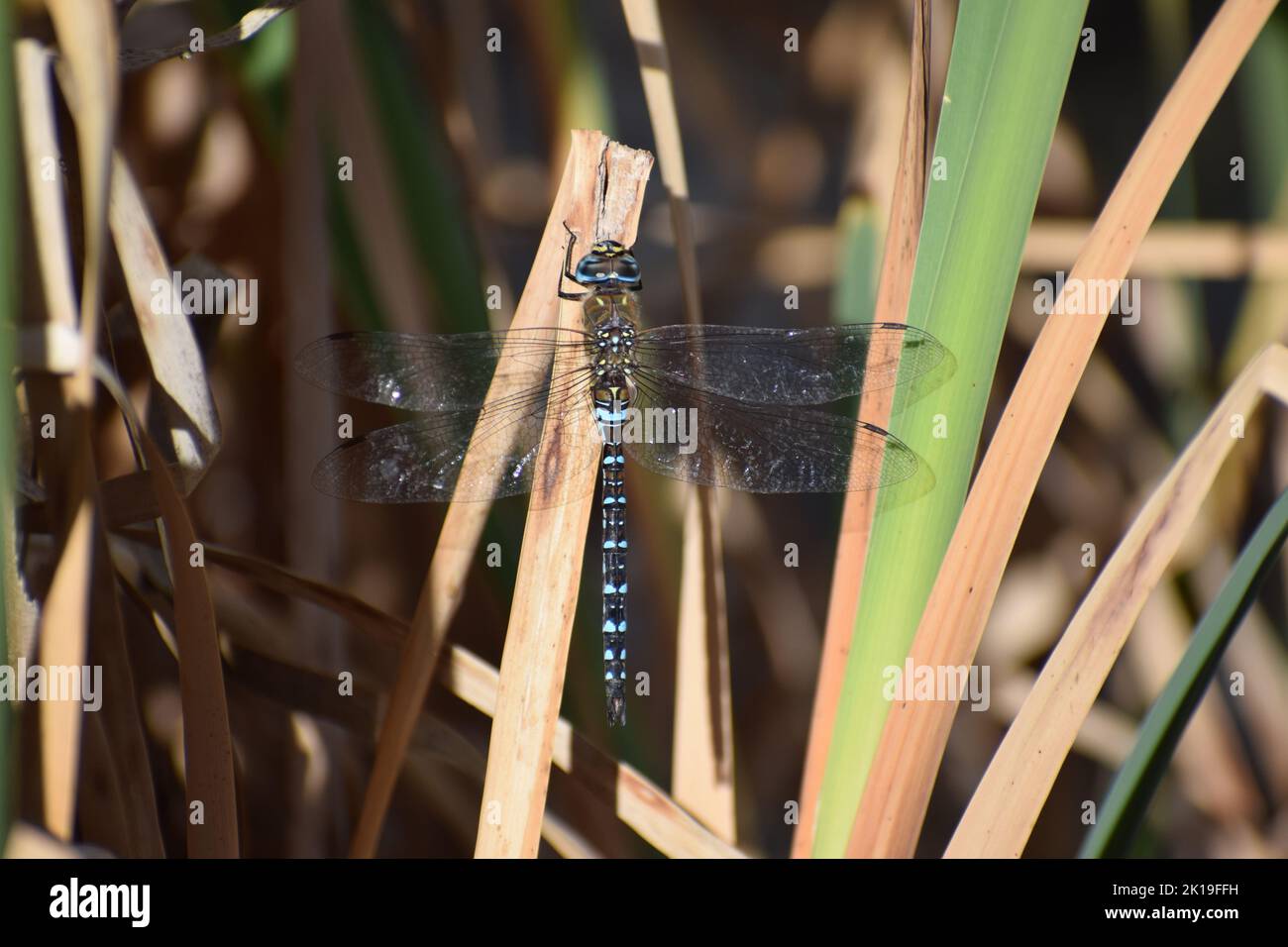 blue scarce chaser Stock Photo - Alamy