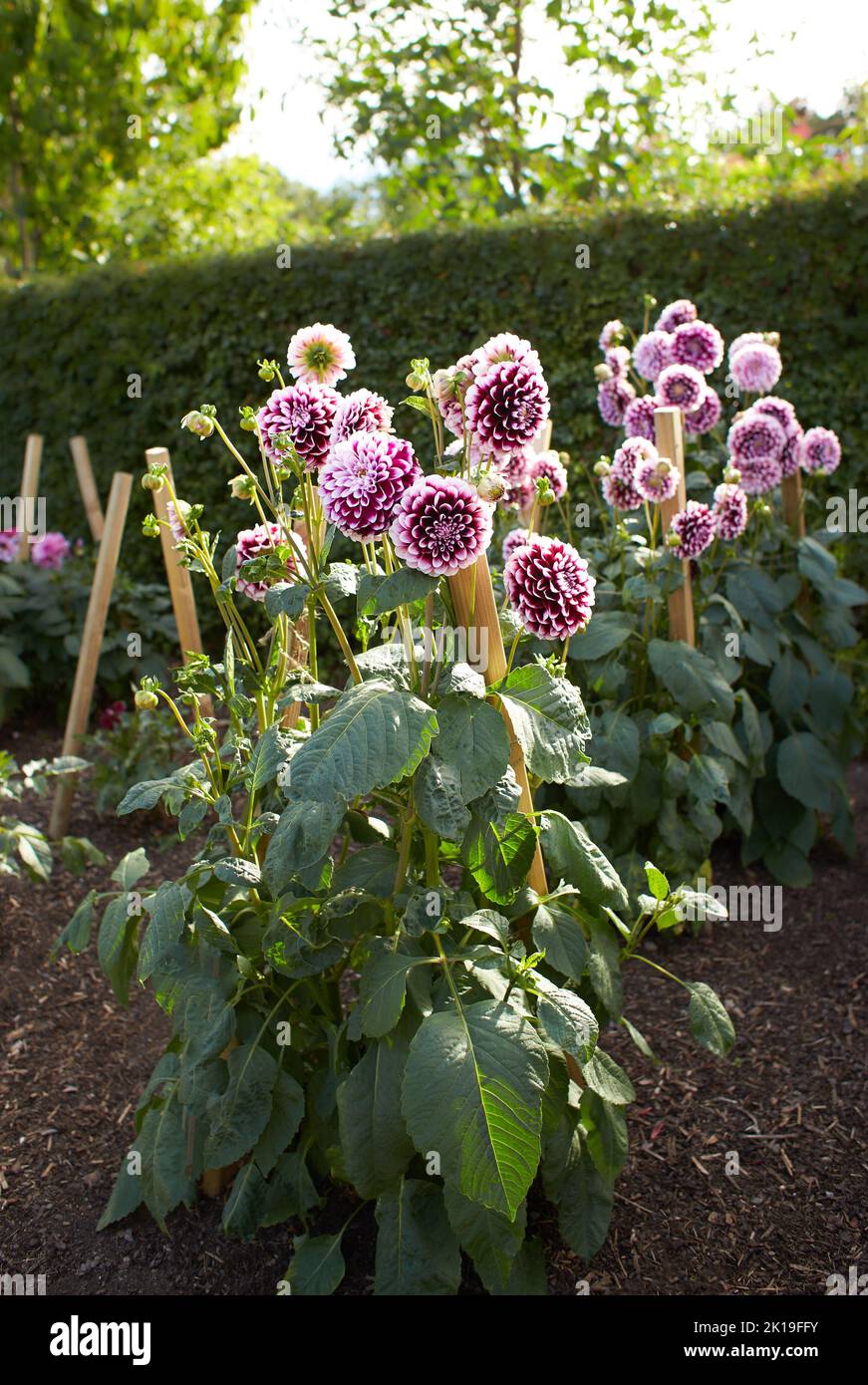 Dahlia viking close up flower hi-res stock photography and images - Alamy