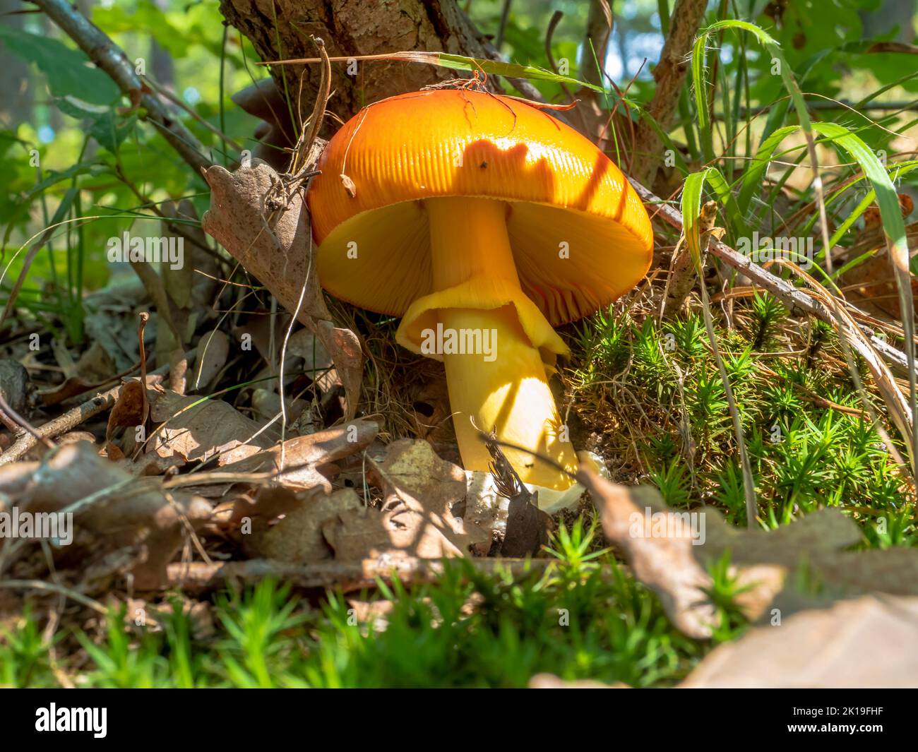 Close up of Amanita Caesarea Mushrooms ( Caesar's Mushroom ) on natural ...
