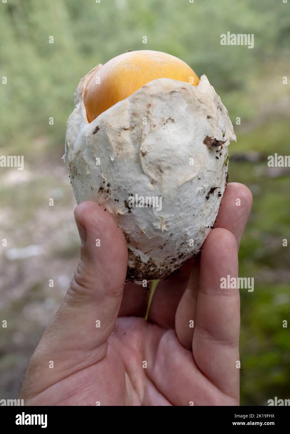 Close up of Amanita Caesarea Mushrooms ( Caesar's Mushroom ) held in ...