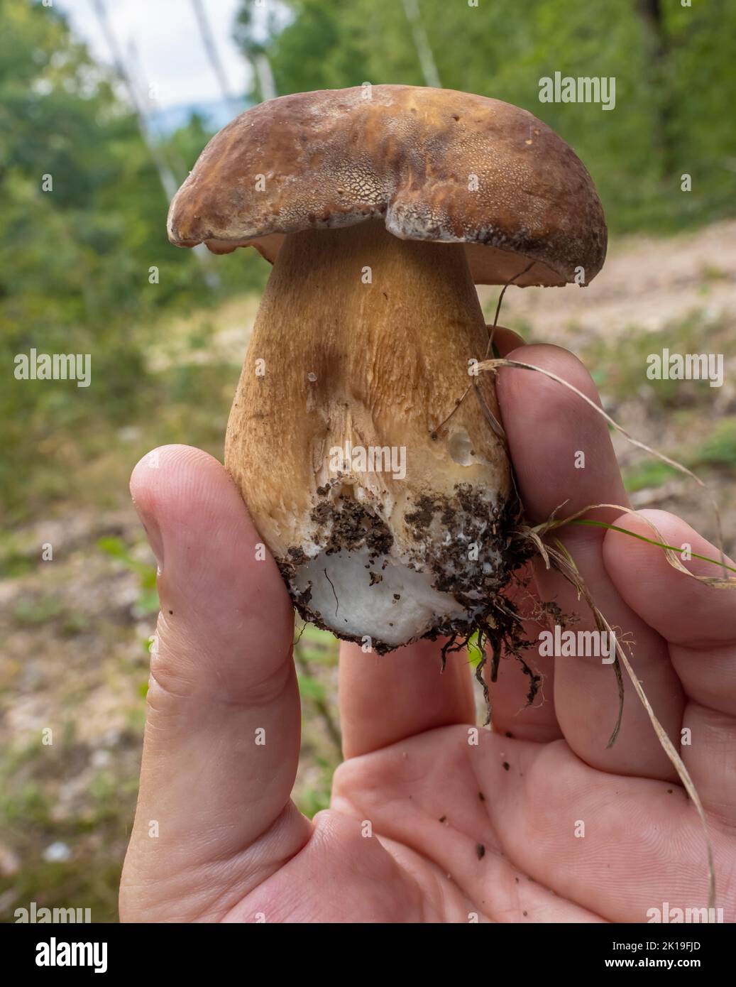 Comestible wild mushroom boletus hi-res stock photography and images ...
