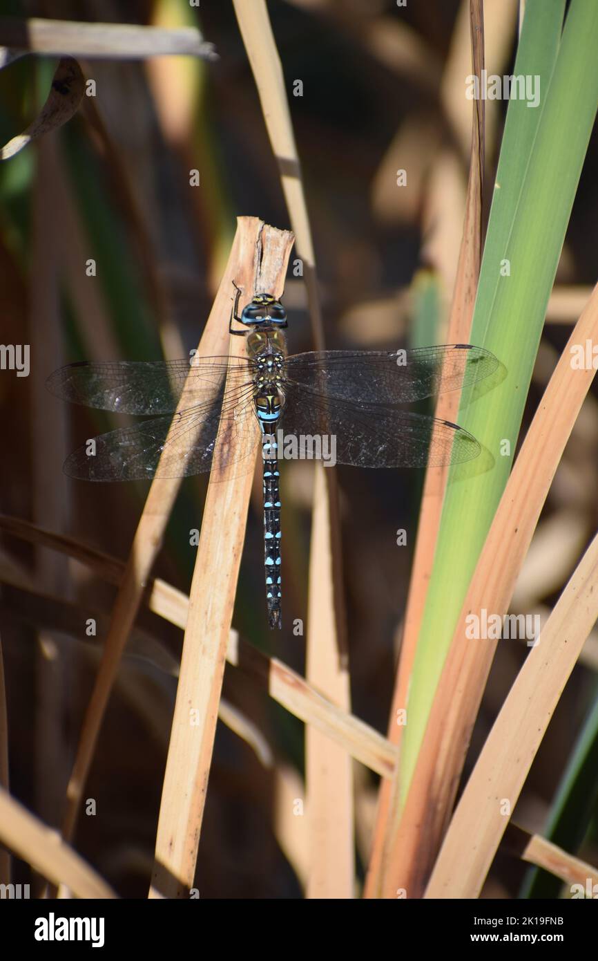 blue scarce chaser Stock Photo - Alamy
