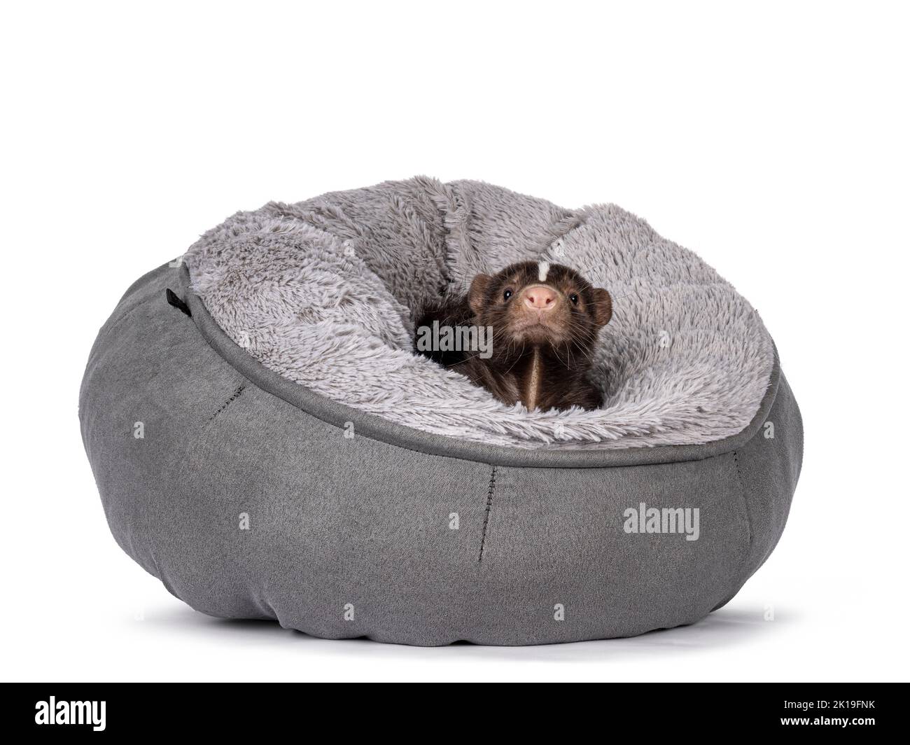 Cute young brown striped skunk aka Mephitis mephitis, hiding out in ...