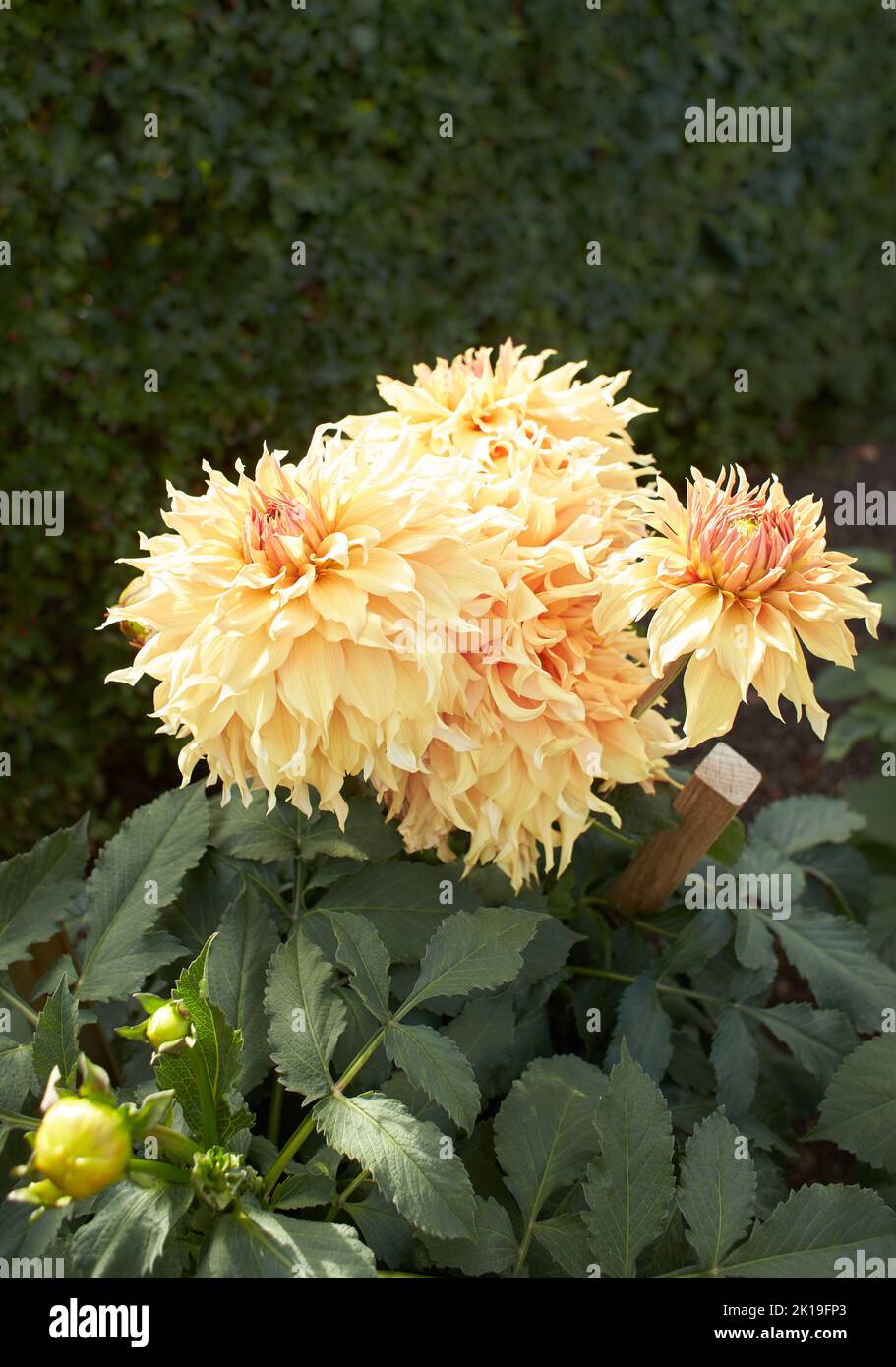 Close up of red and white asteraceae dahlia "viking pompom" flowers in ...