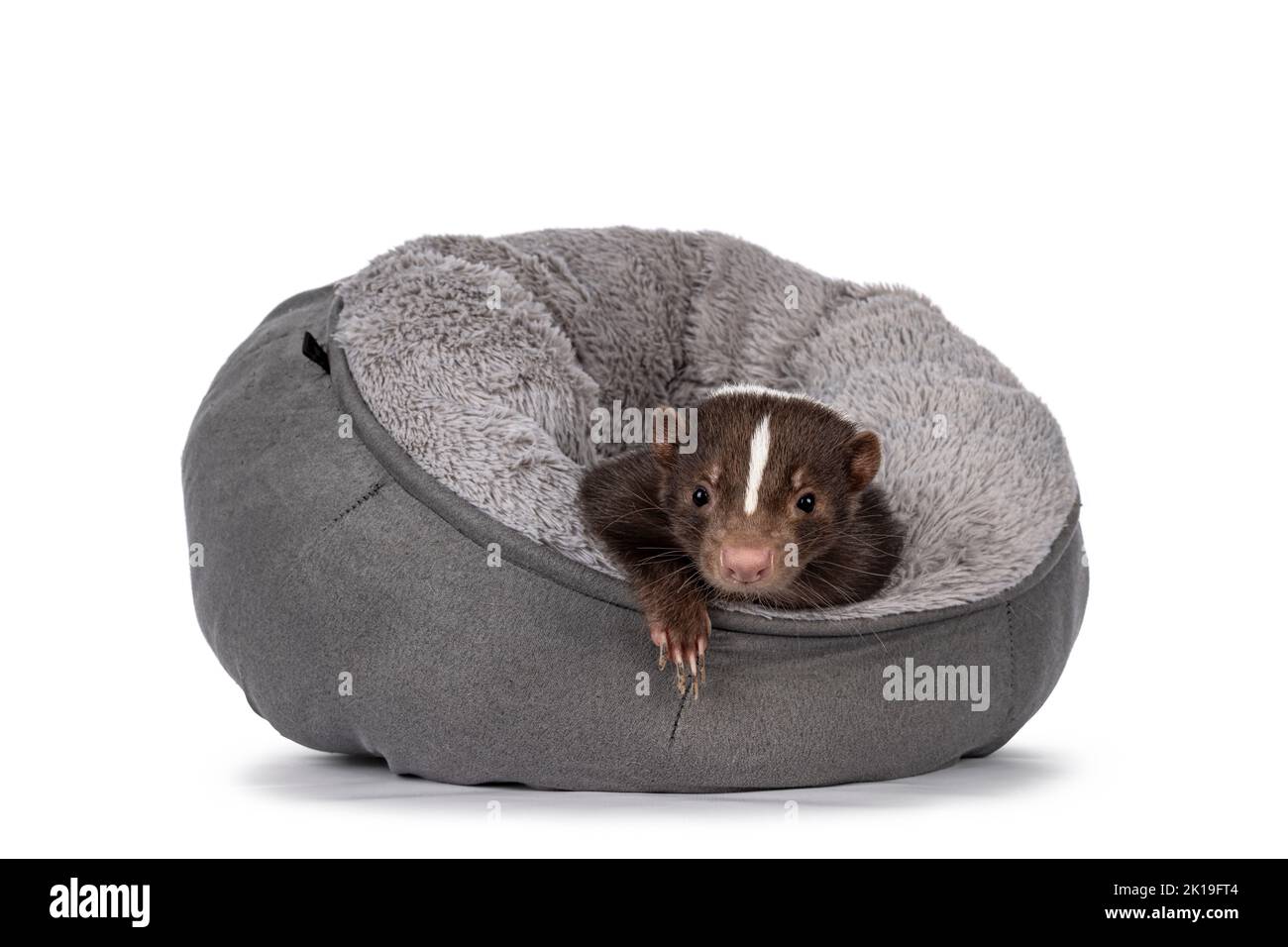 Cute young brown striped skunk aka Mephitis mephitis, hanging over edge ...