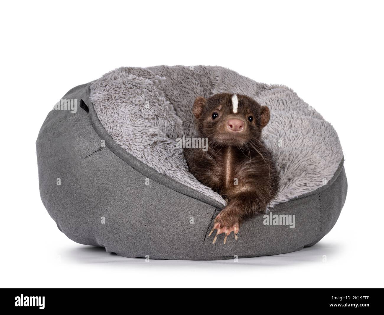 Cute young brown striped skunk aka Mephitis mephitis, hanging over edge ...