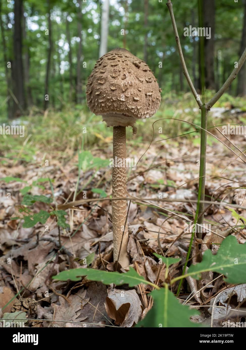 Close up of parasol mushroom (Macrolepiota procera) on natural forest ...