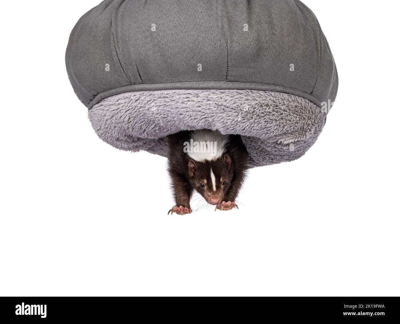 Cute young brown striped skunk aka Mephitis mephitis, falling out of ...