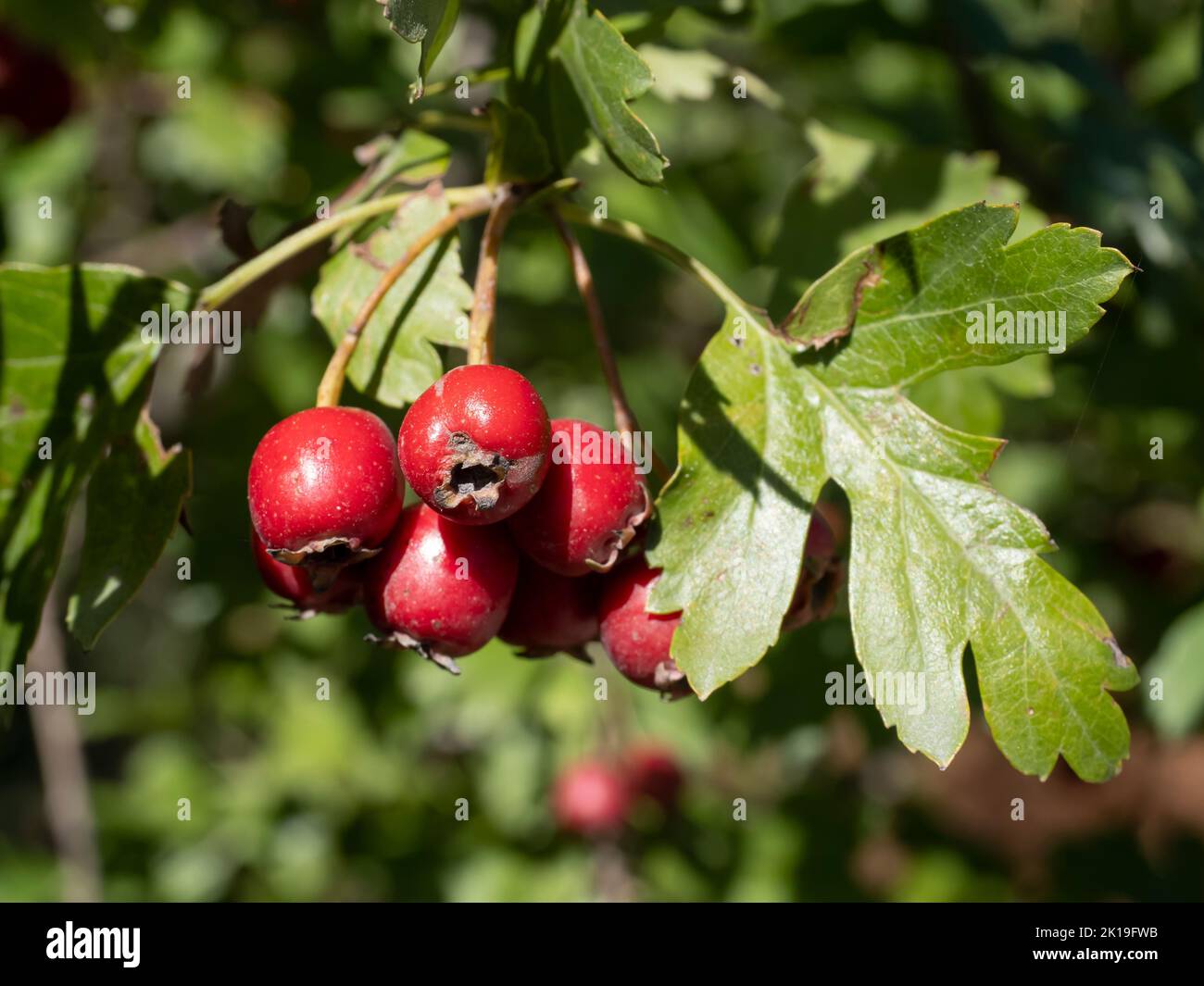 Hawthorn ( Crataegus monogyna ) with red fruit on beautiful natural ...