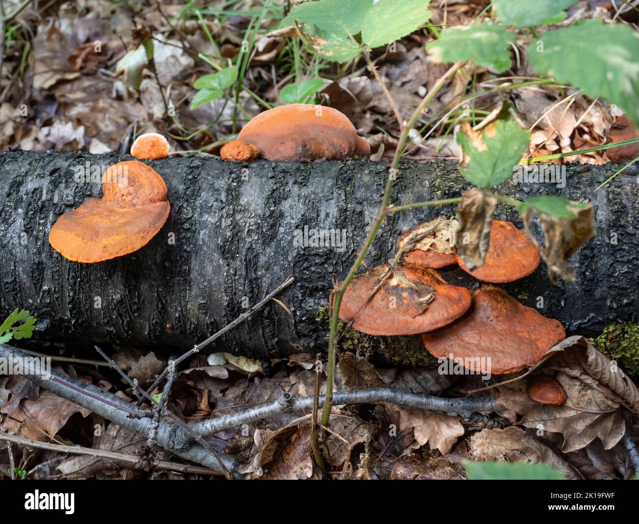 Orange Pycnoporus Moshroom on a rotting tree trunk Stock Photo - Alamy
