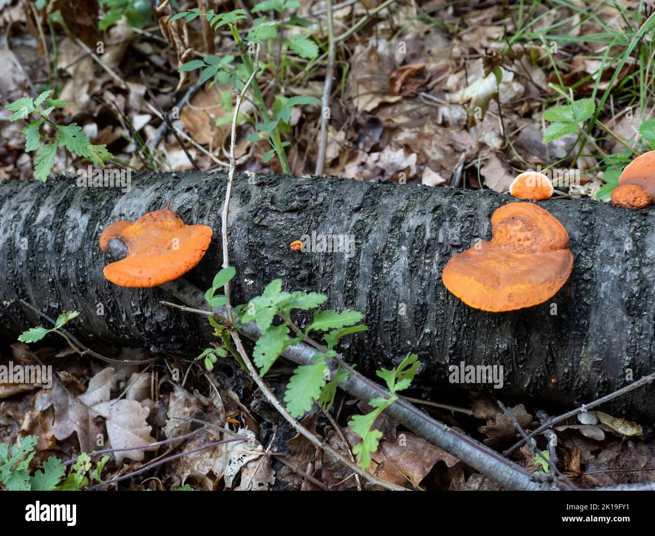 Orange Pycnoporus Moshroom on a rotting tree trunk Stock Photo - Alamy