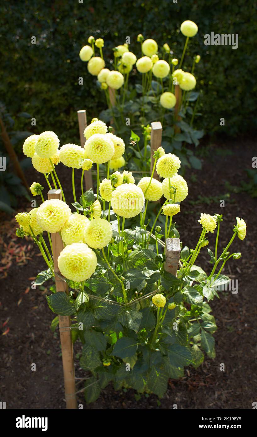 Dahlia viking close up flower hi-res stock photography and images - Alamy