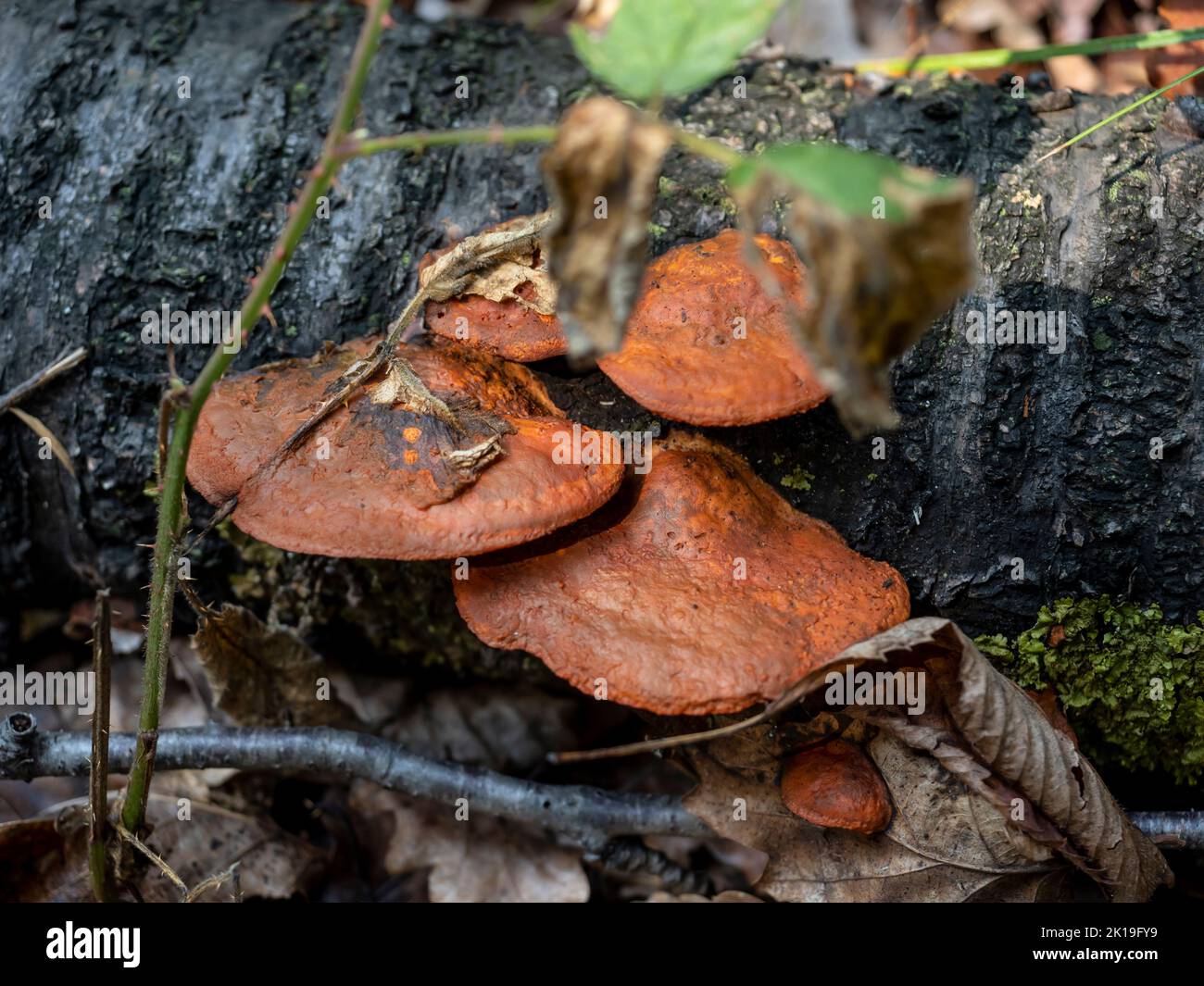 Orange Pycnoporus Moshroom on a rotting tree trunk Stock Photo - Alamy