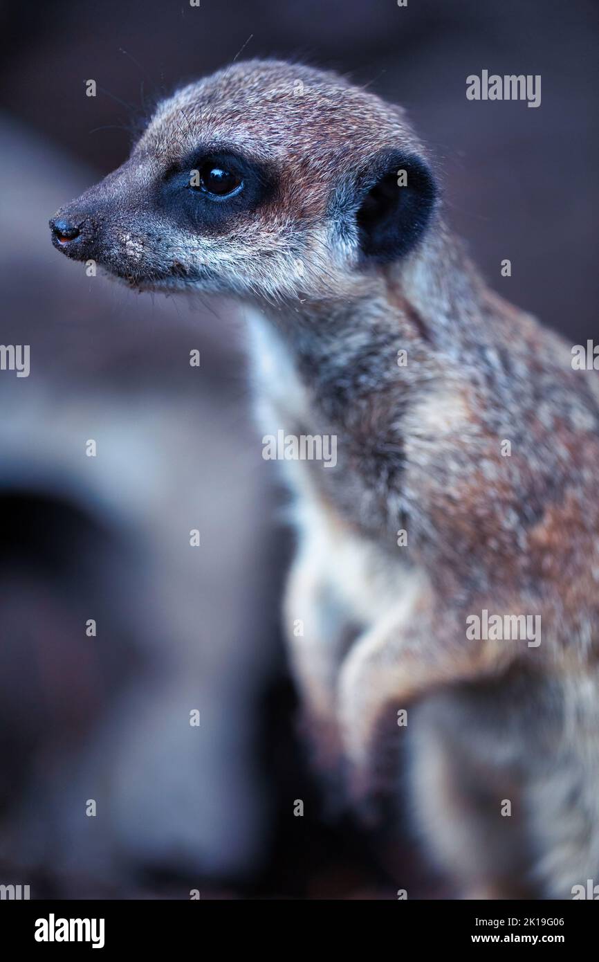 Fluffy piglet in the zoo. Close-up selective focus. The life of a wild ...