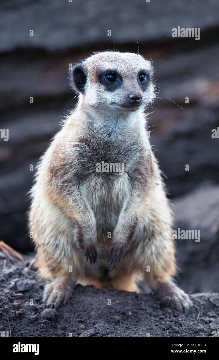 Fluffy piglet in the zoo. Close-up selective focus. The life of a wild ...