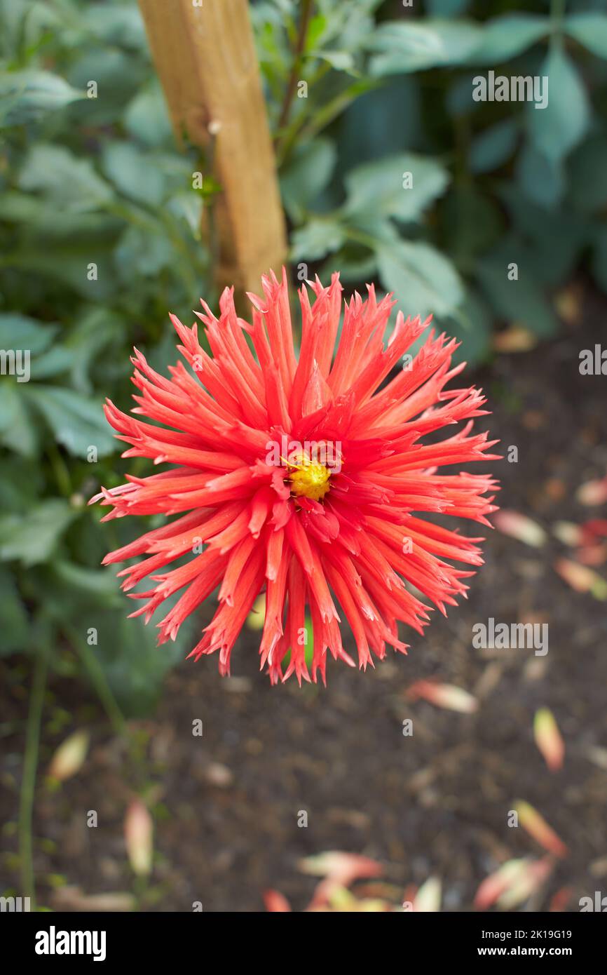 Dahlia viking close up flower hi-res stock photography and images - Alamy