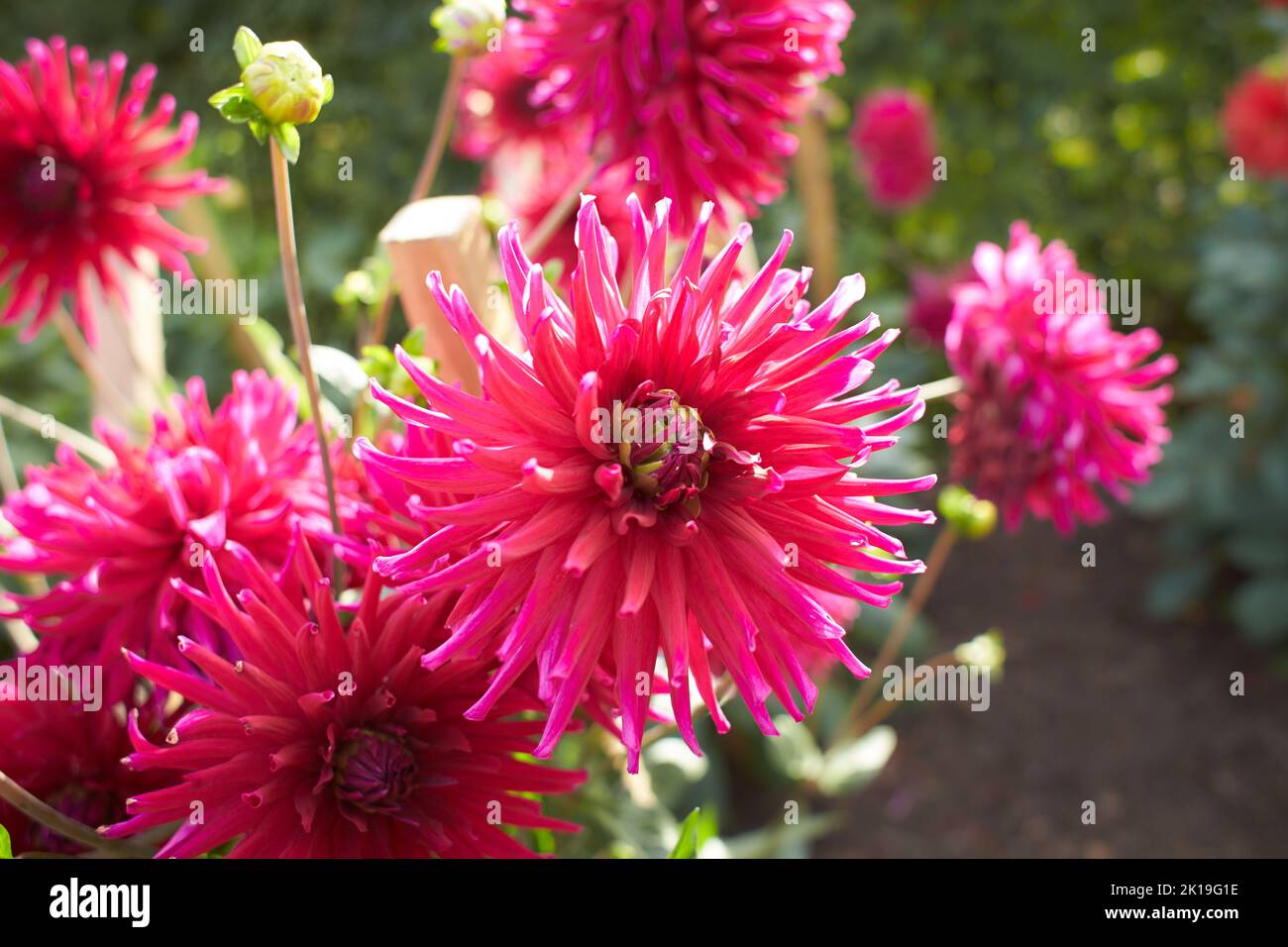 Close up of red and white asteraceae dahlia "viking pompom" flowers in ...