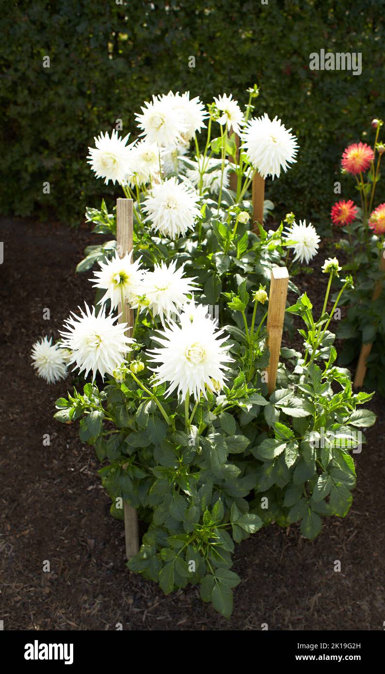 Close up of red and white asteraceae dahlia "viking pompom" flowers in ...
